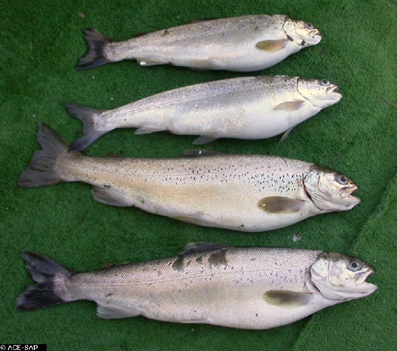 Salmo carpio - ASA1_0003 | Fondazione Museo Civico di Rovereto