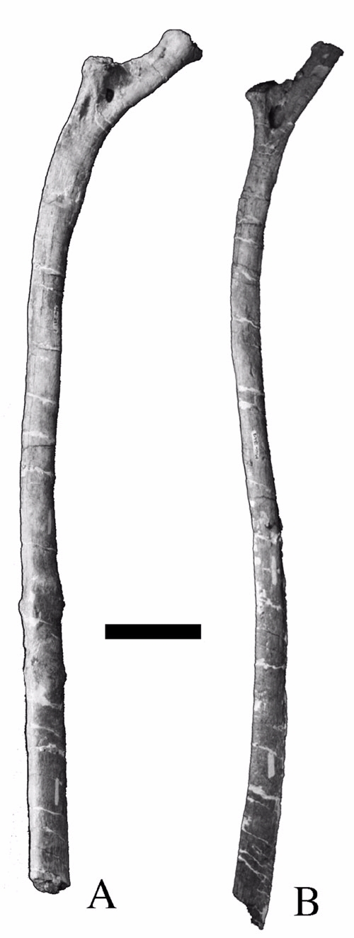 Gomani_2005_012.jpg | Fondazione Museo Civico di Rovereto