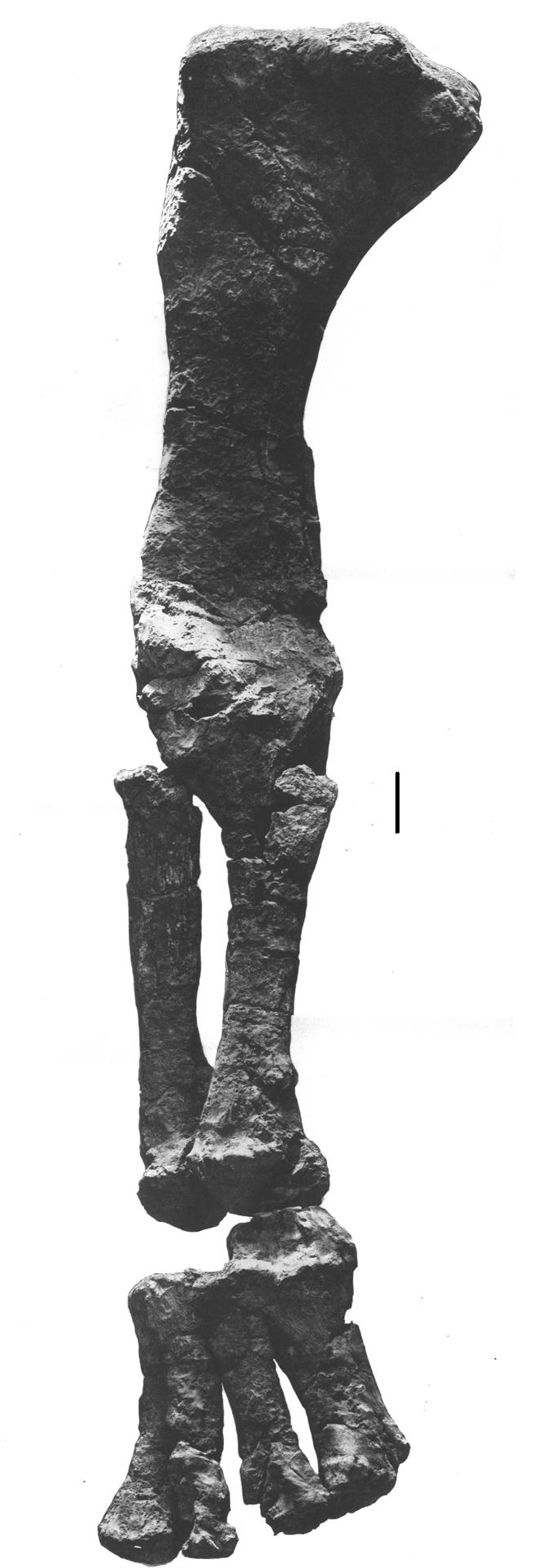 Lydekker_1893_025.jpg | Fondazione Museo Civico di Rovereto