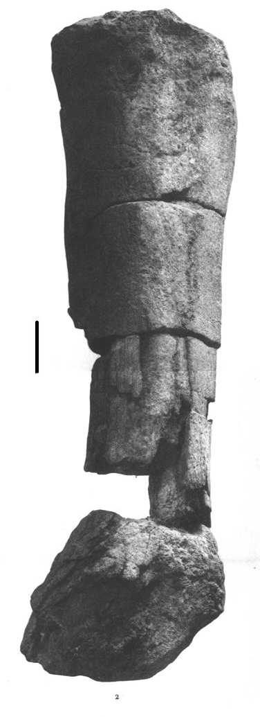 Lydekker_1893_027.jpg | Fondazione Museo Civico di Rovereto