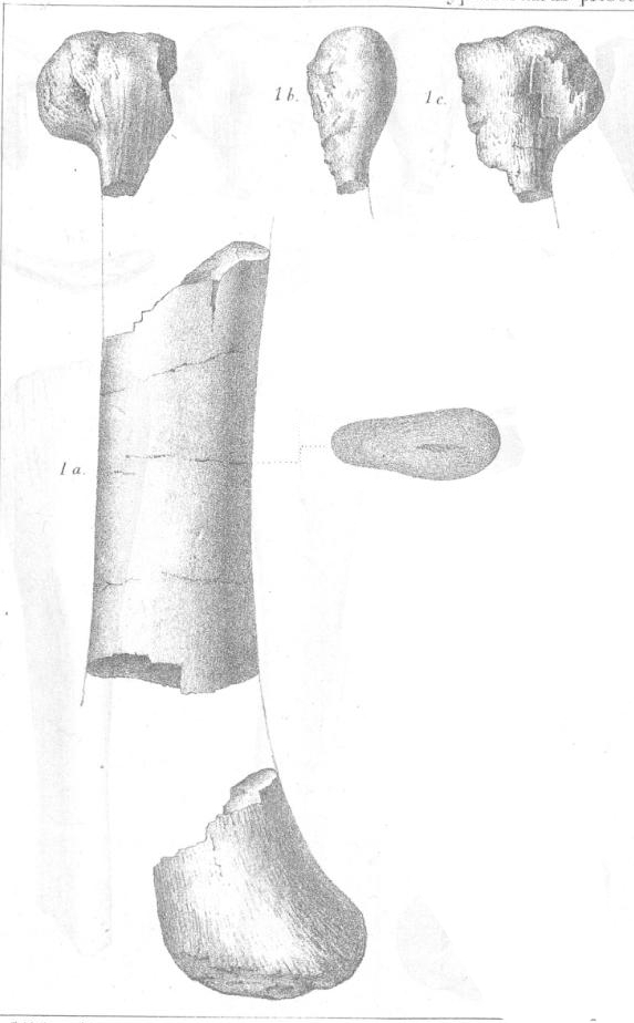 Matheron_1869a_001.jpg | Fondazione Museo Civico di Rovereto